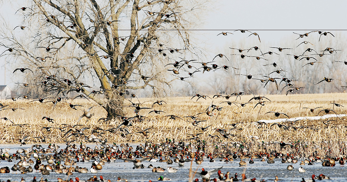 Conserving Wetlands for Waterfowl, Wildlife, and Communities | Ducks Unlimited